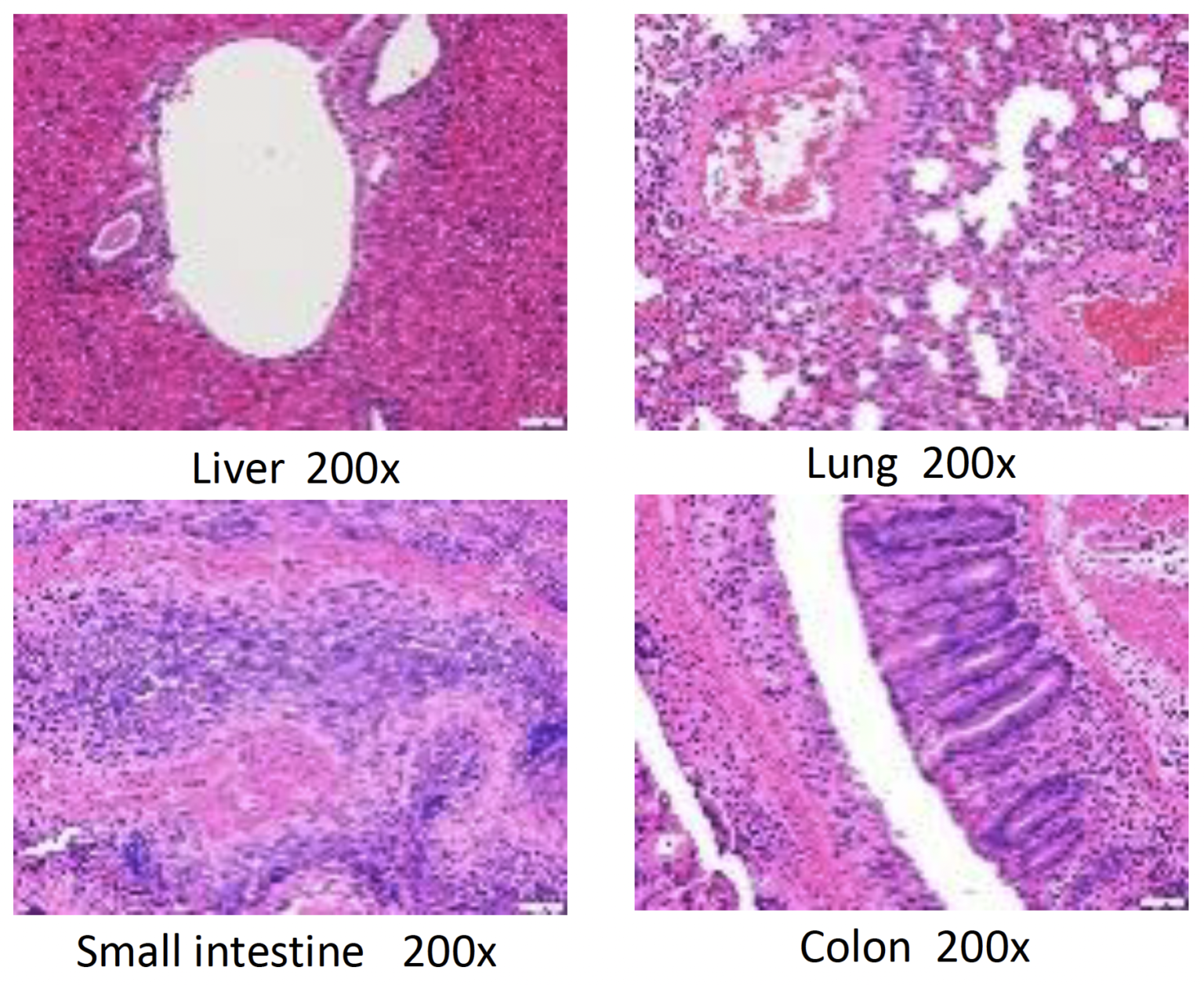 Validation of GVHD in mouse model for preclinical efficacy screen ...