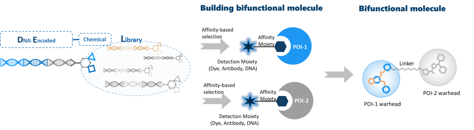Enabling Technology for Targeted Protein Degradation - WuXi Biology