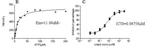 Kinase Assay - WuXi Biology
