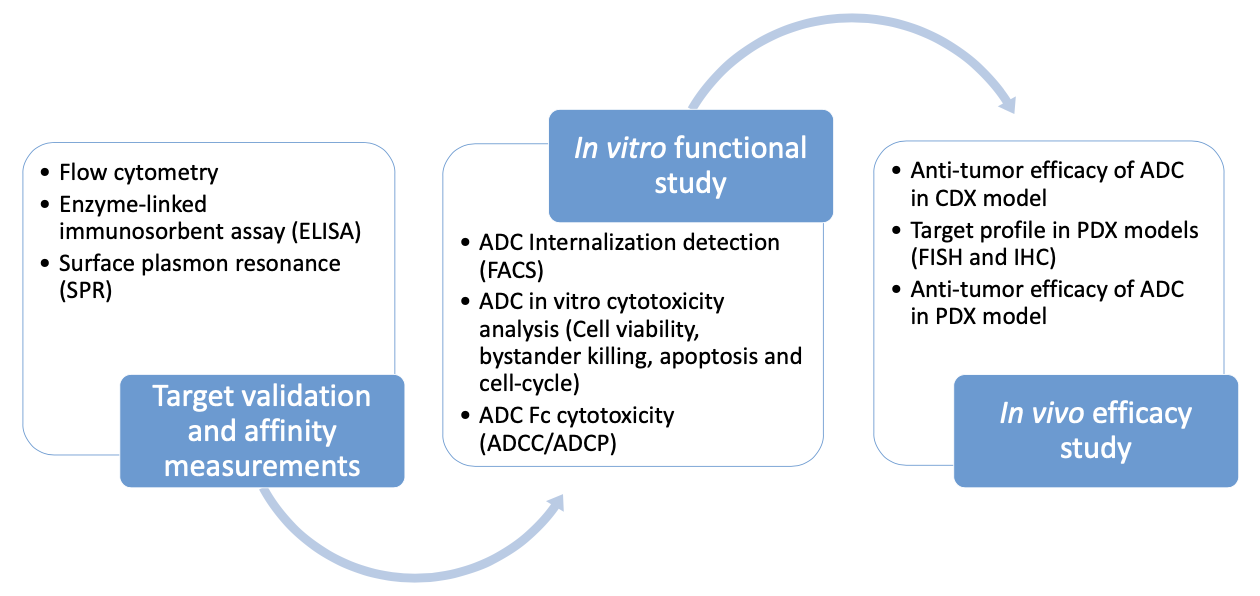 Evaluation of the efficacy of ADC in vitro and in vivo - WuXi Biology