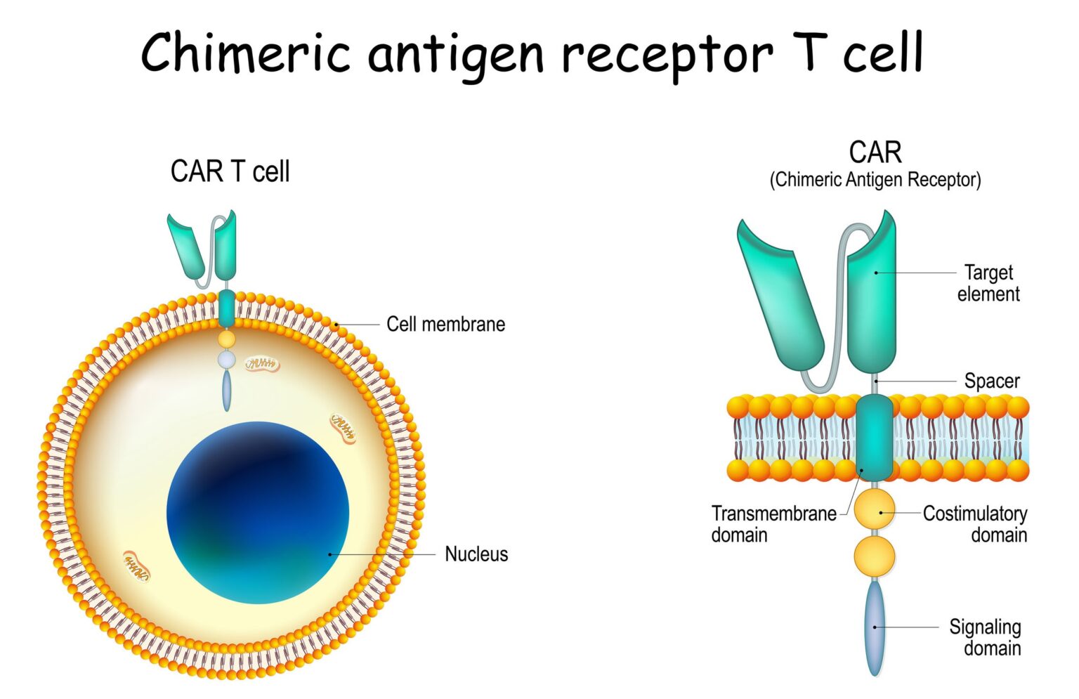 CAR-T Cell Therapy - WuXi Biology