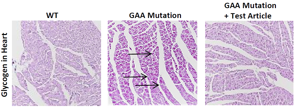 Lysosomal Storage Disease Mouse Models - WuXi Biology
