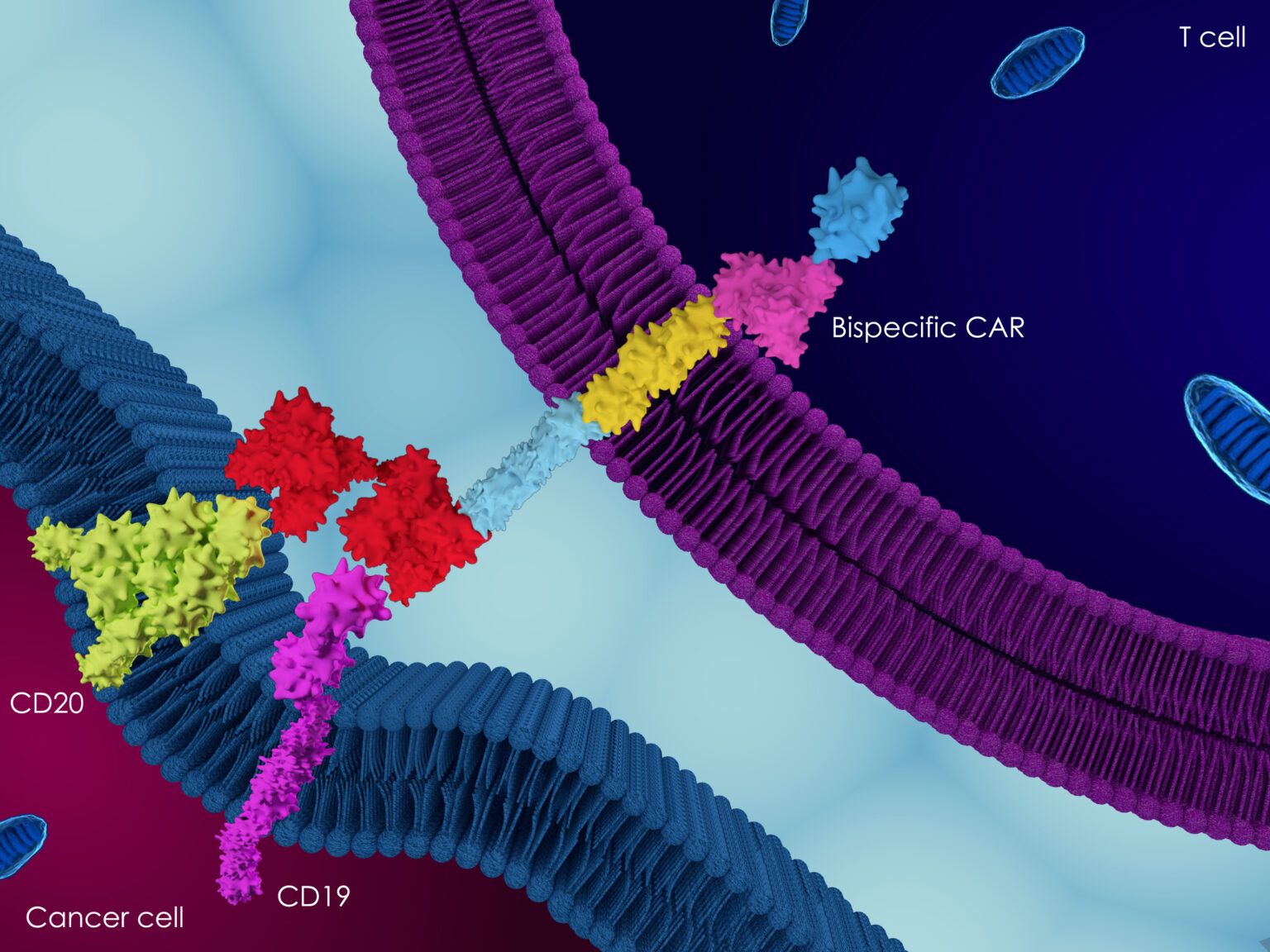 CAR-T Cell Therapy - WuXi Biology