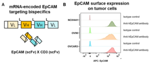 OncoWuXi Express: In vitro and in vivo evaluation of an mRNA-encoded bispecific antibody (EpCAM ...