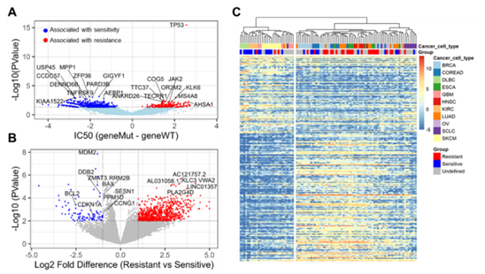 OncoWuXi Express: Large-scale Cell Panel Screening Platform for ...
