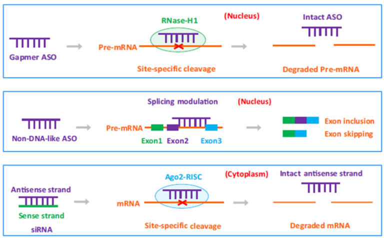 Advances and Biological Evaluation of Oligonucleotide Drugs - WuXi Biology