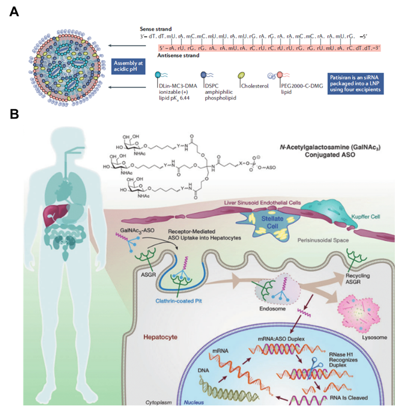 Advances and Biological Evaluation of Oligonucleotide Drugs - WuXi Biology