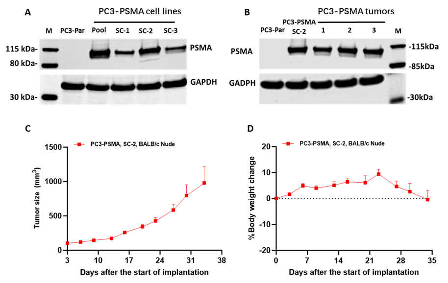OncoWuXi Express: PSMA Overexpressing PC3 Tumor Model - WuXi Biology