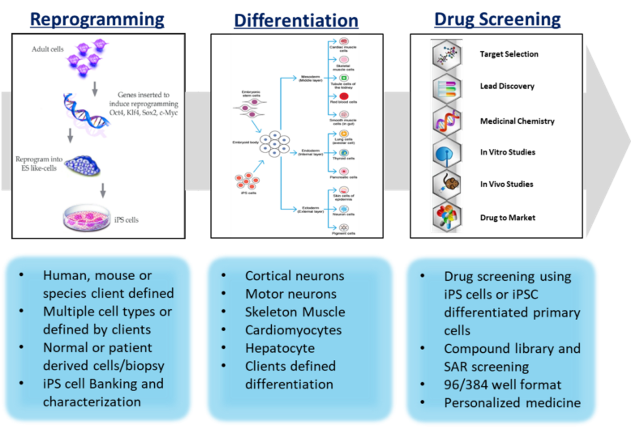 Central Nervous System and Pain - WuXi Biology