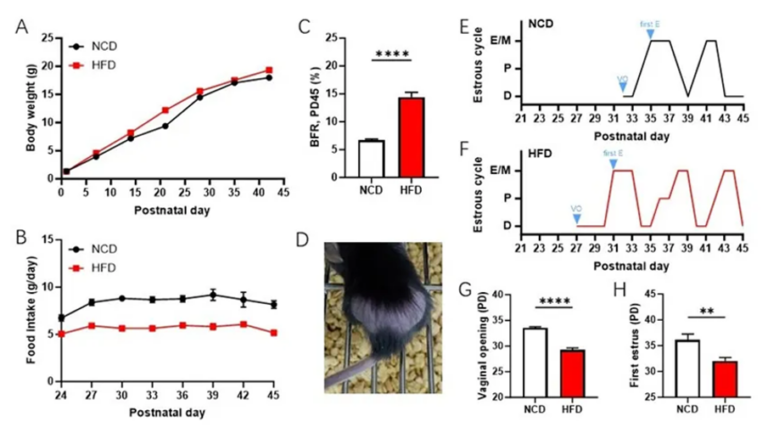 Precocious Puberty Animal Models Wuxi Biology
