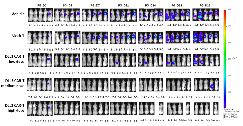 OncoWuXi Express: Efficacy of DLL3 CAR-T in SHP-77 Tumor Models - WuXi Biology