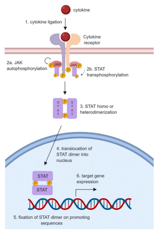 OncoWuXi Express: Efficacy of JAK Inhibitors in a Type II Collagen-induced Arthritis Model ...