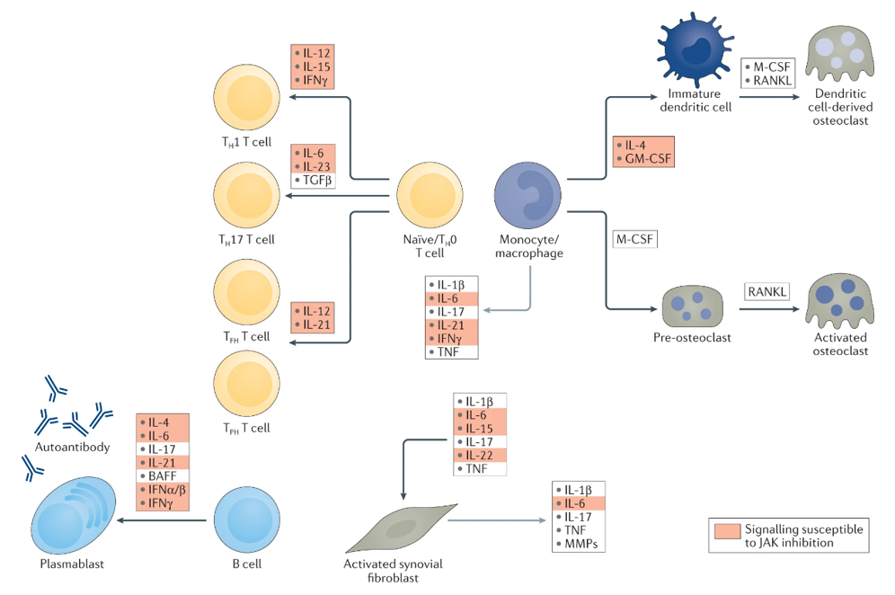 OncoWuXi Express: Efficacy of JAK Inhibitors in a Type II Collagen-induced Arthritis Model ...