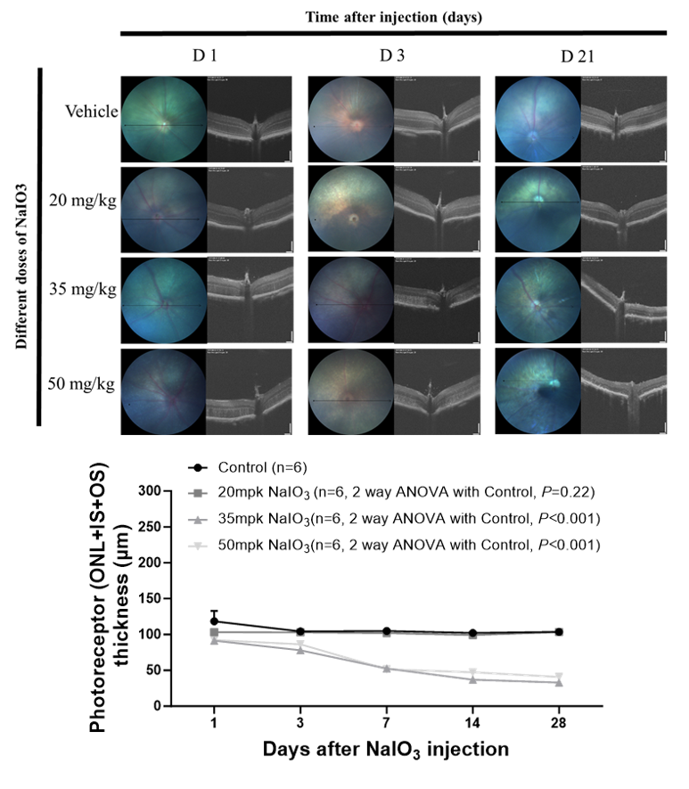 Ophthalmic Drug Development & In Vivo Models - WuXi Biology