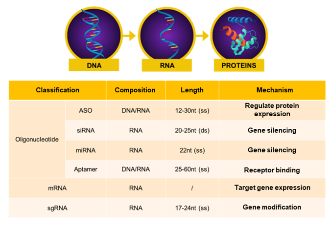 OncoWuXi Express: Anti-Tumor mRNA Drugs - WuXi Biology