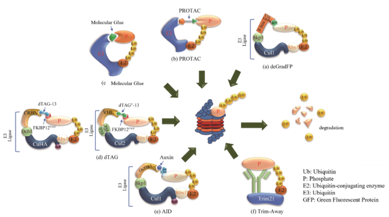 Application of Affinity Selection Mass Spectrometry: Molecular Glues ...