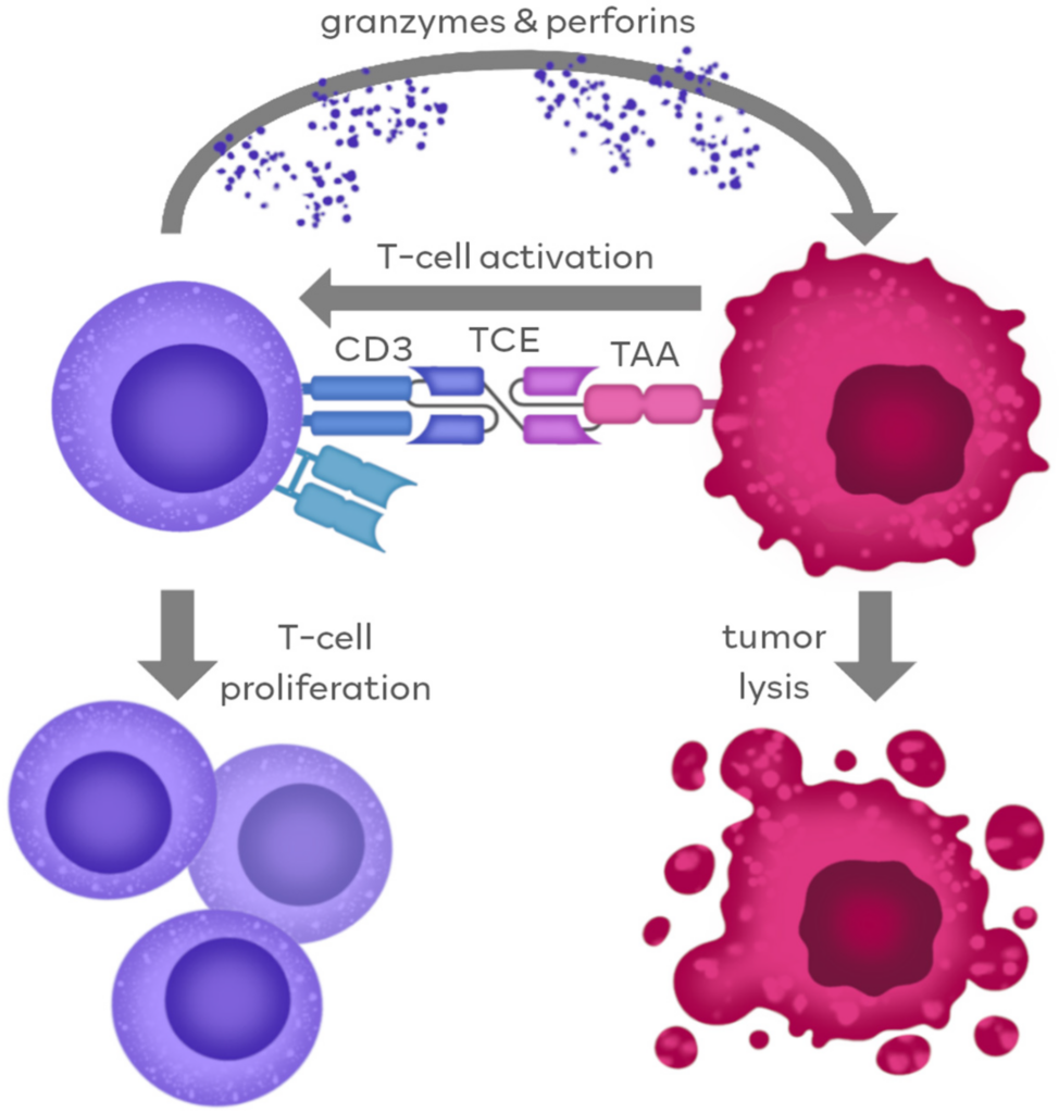 Oncowuxi Express Evaluation Of T Cell Engagers Wuxi Biology