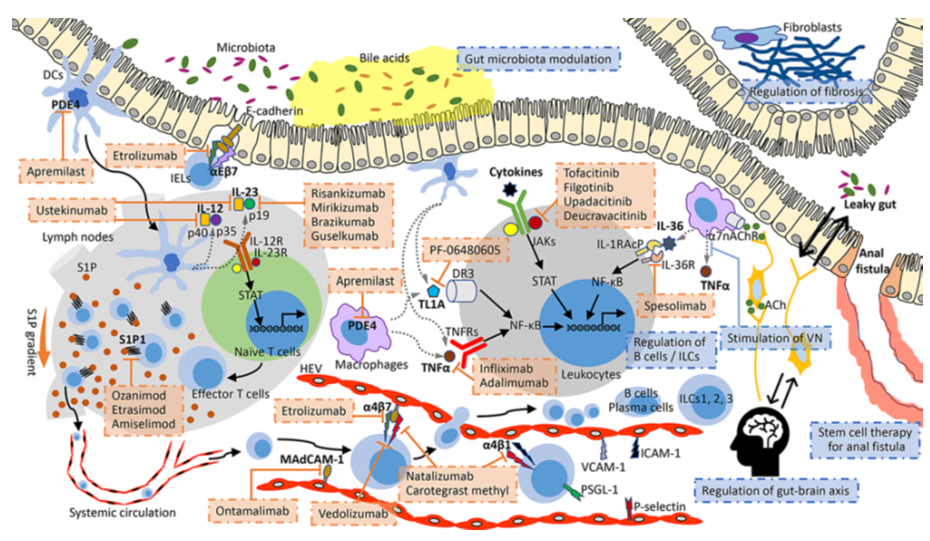 Animal Models of Inflammatory Bowel Disease - WuXi Biology