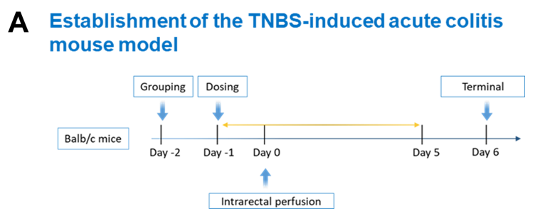 Animal Models of Inflammatory Bowel Disease - WuXi Biology