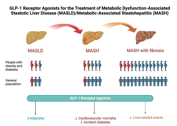 Emerging Role of GLP-1 Receptor Agonists for the Treatment of MASH - WuXi Biology