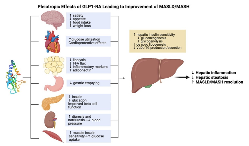Emerging Role of GLP-1 Receptor Agonists for the Treatment of MASH ...