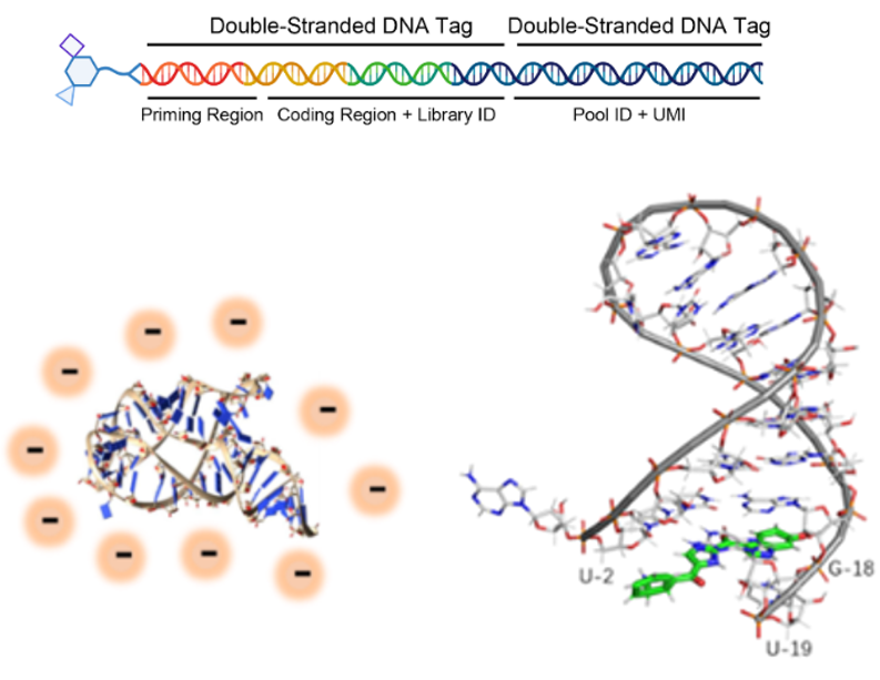 DNA-Encoded Libraries (DEL) - WuXi Biology