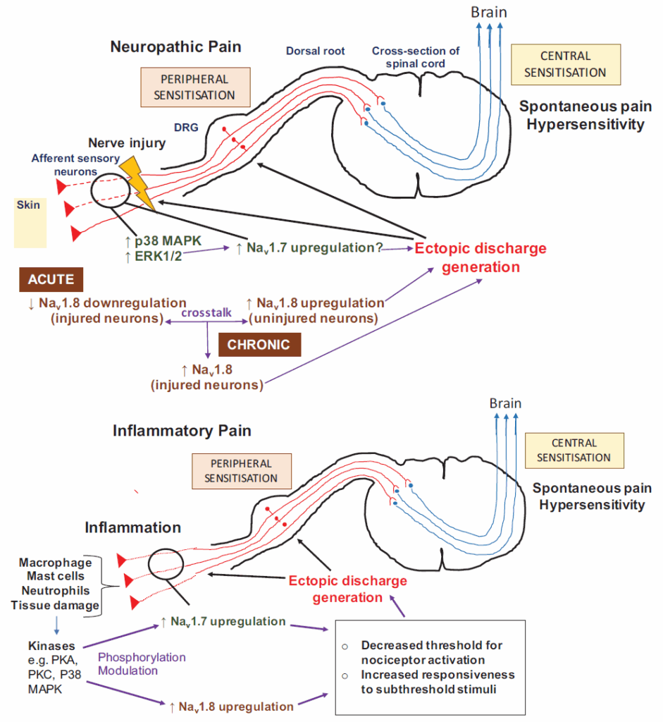 NHP Pain Animal Models - WuXi Biology