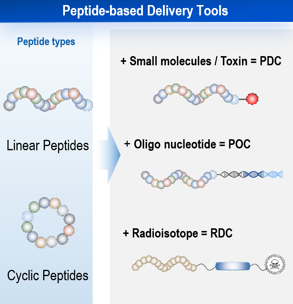 mRNA Display: Unlocking Peptide Discovery - WuXi Biology