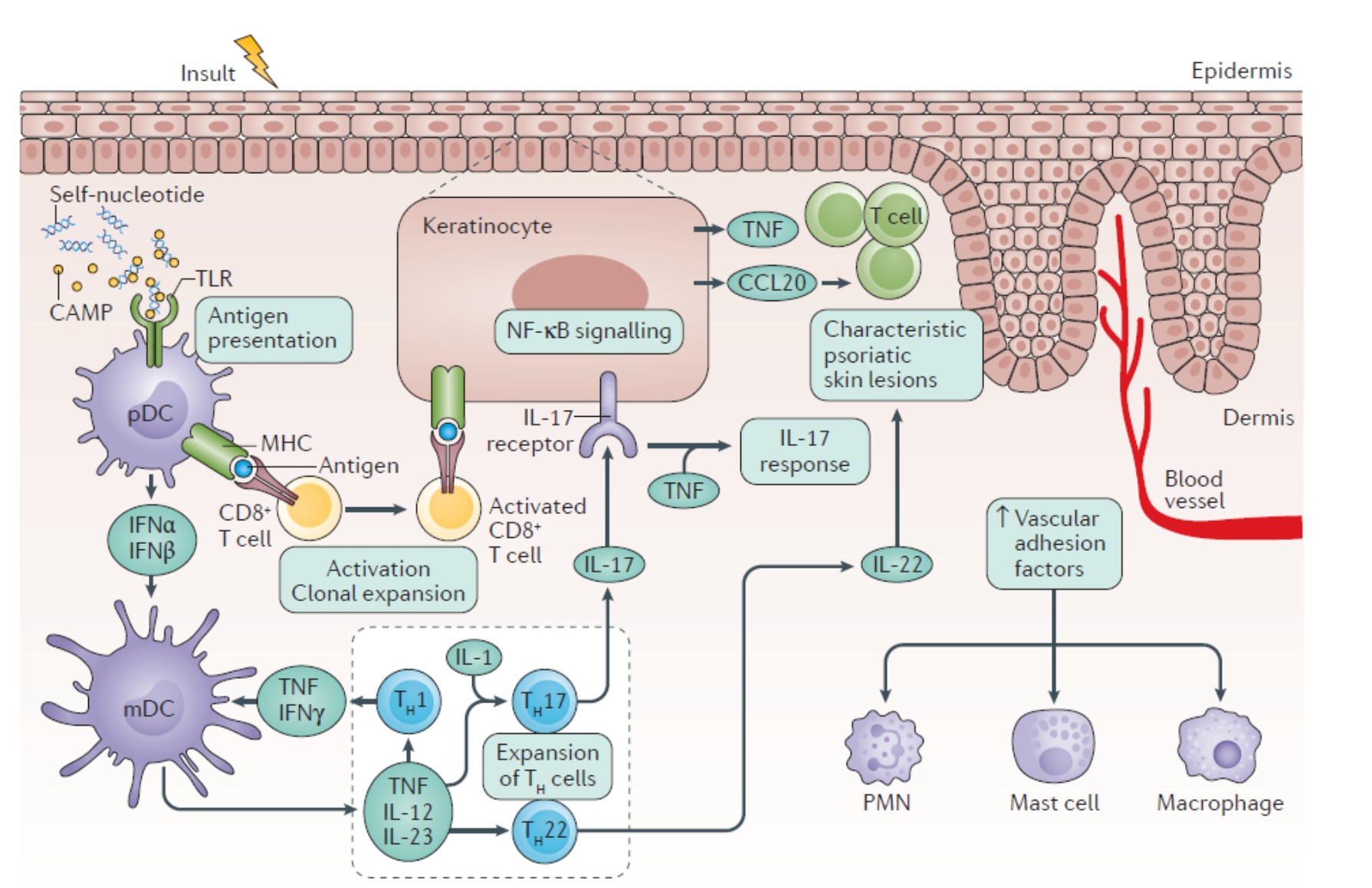 Psoriasis: Pathogenesis, Treatment, and Evolving Disease Models - WuXi ...