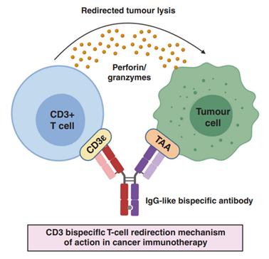 R&D Strategies for T Cell Engager Drugs - WuXi Biology
