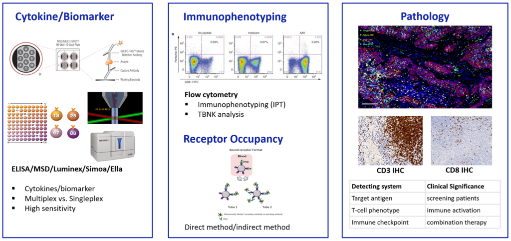 R&D Strategies for T Cell Engager Drugs - WuXi Biology